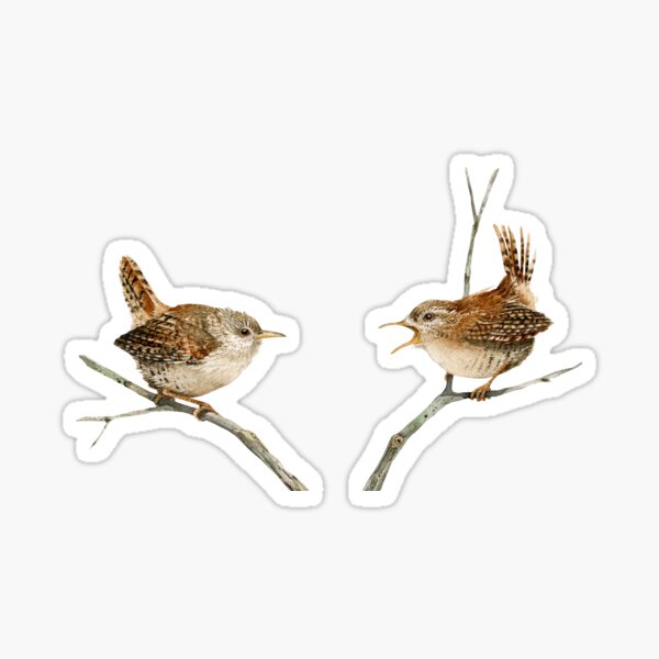 "Angry Wrens" Sticker for Sale by TracyLizotte | Redbubble