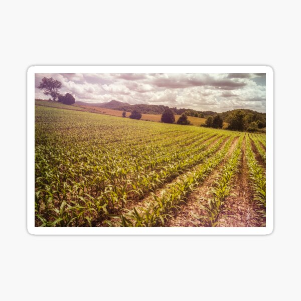 "Slanted Cornfield" Sticker for Sale by butterbean57 | Redbubble