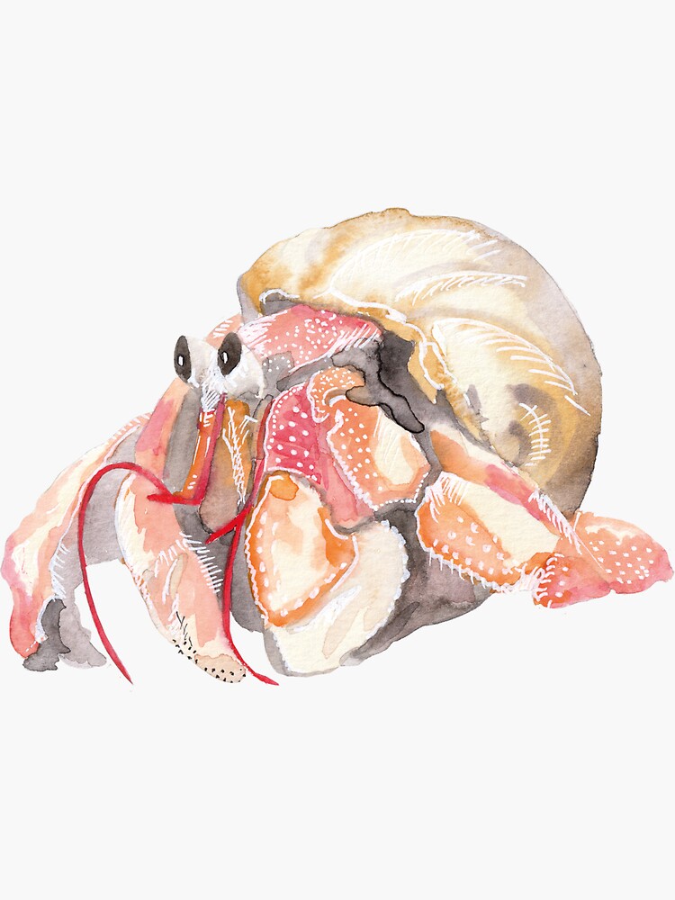 "Animals of Saint-Barthélemy : Hermit Crab" Sticker for Sale by MoonStBarth | Redbubble