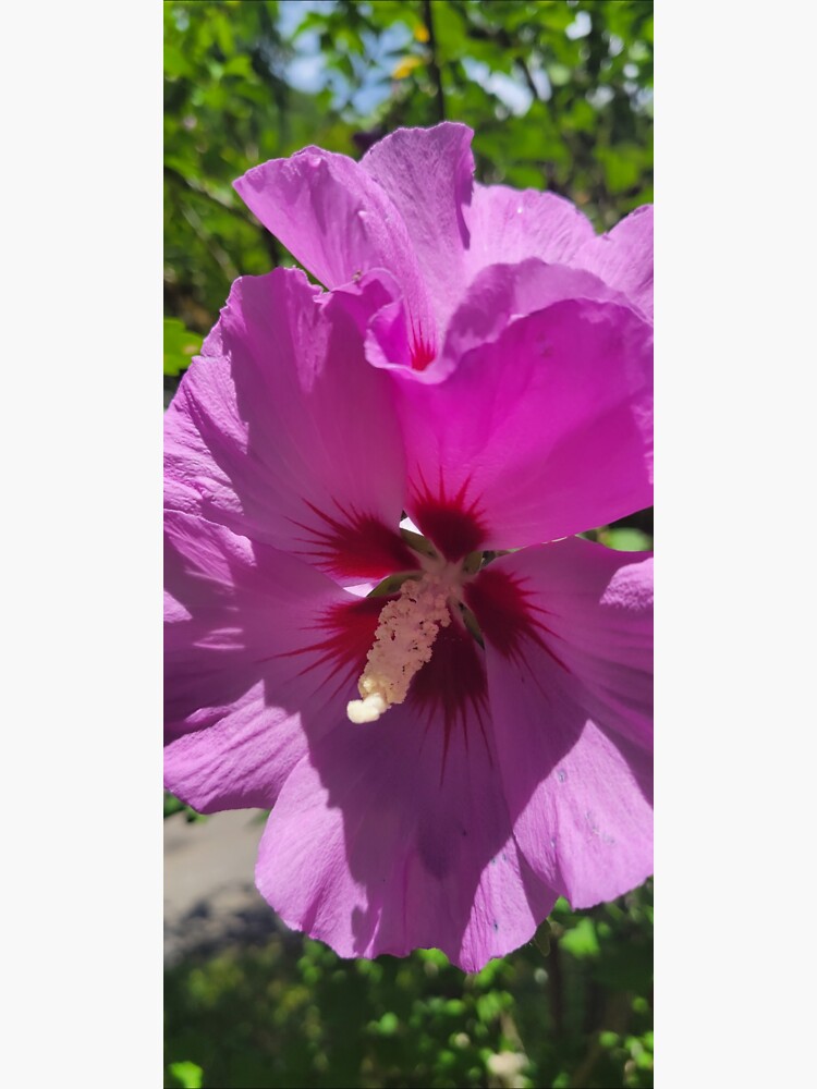 "Rose of Sharon" Sticker for Sale by Violetstarlite | Redbubble