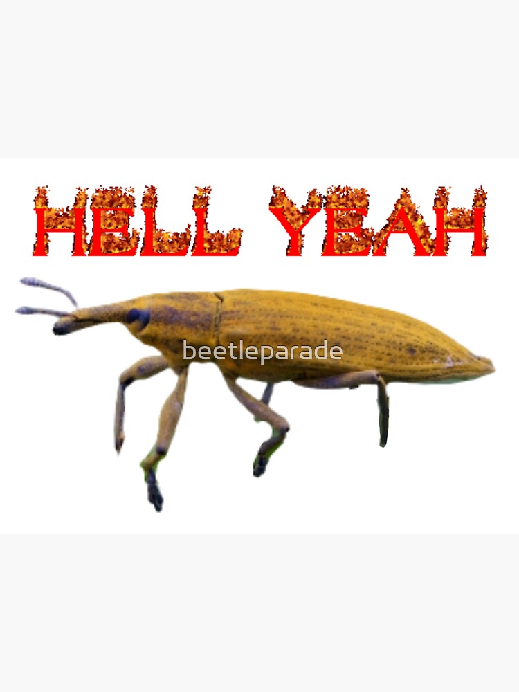 "hell yeah weevil" Sticker for Sale by beetleparade | Redbubble