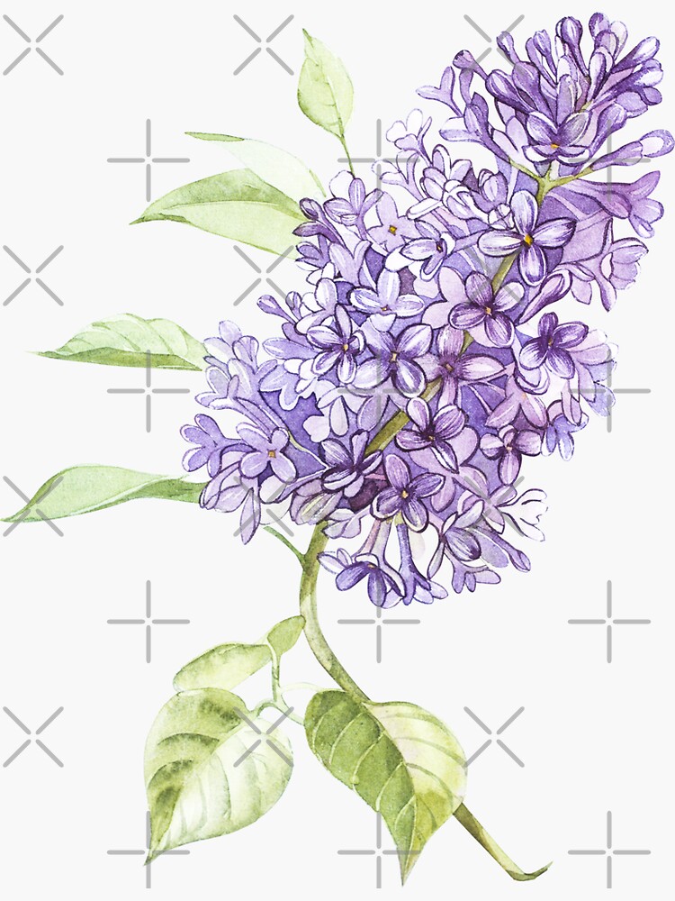 "Lilac" Sticker for Sale by Asetrova | Redbubble