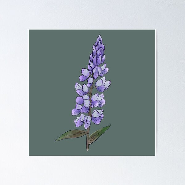 "Broadleaf Lupin Flower Design" Poster for Sale by Isiybelle | Redbubble