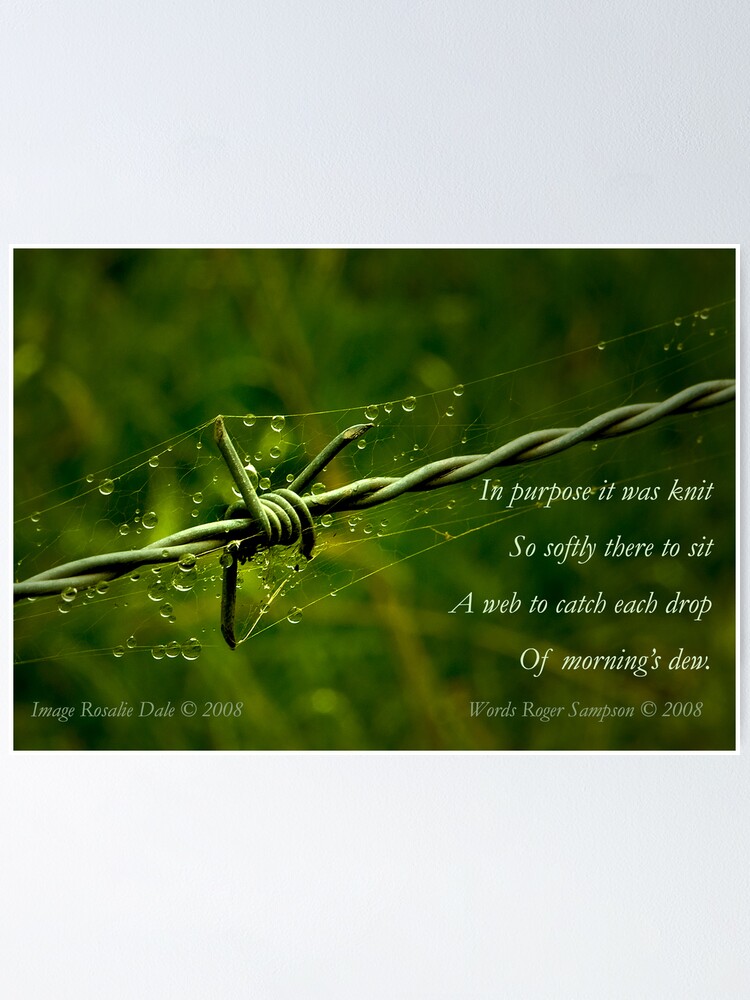 "Collaboration ~ Beauty and the Barbed Wire" Poster by RosalieDale ...