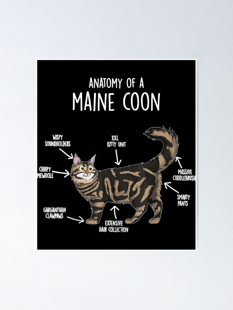 "Anatomy of a Maine Coon Cat" Poster for Sale by ordpilbin | Redbubble