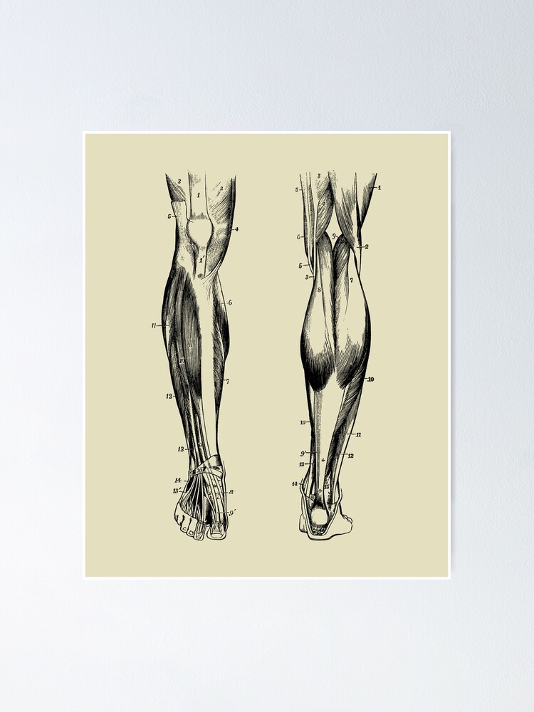 "Vintage anatomy of the lower limb" Poster for Sale by preslavagenova ...