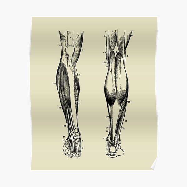 "Vintage anatomy of the lower limb" Poster for Sale by preslavagenova ...