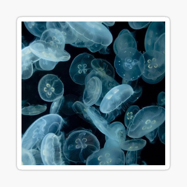 "Blue Jellyfish" Sticker for Sale by noiramcreates | Redbubble
