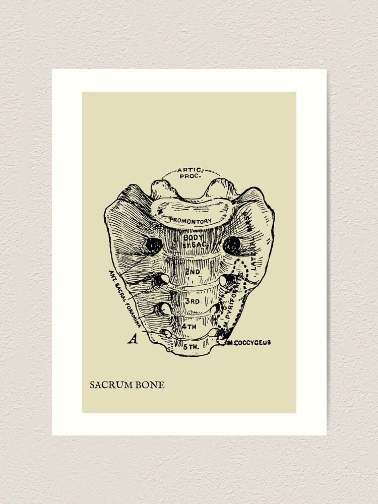 "Human sacrum bone vintage anatomy " Art Print for Sale by ...