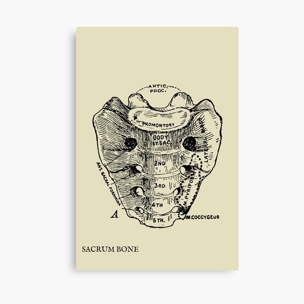 "Human sacrum bone vintage anatomy " Canvas Print for Sale by ...