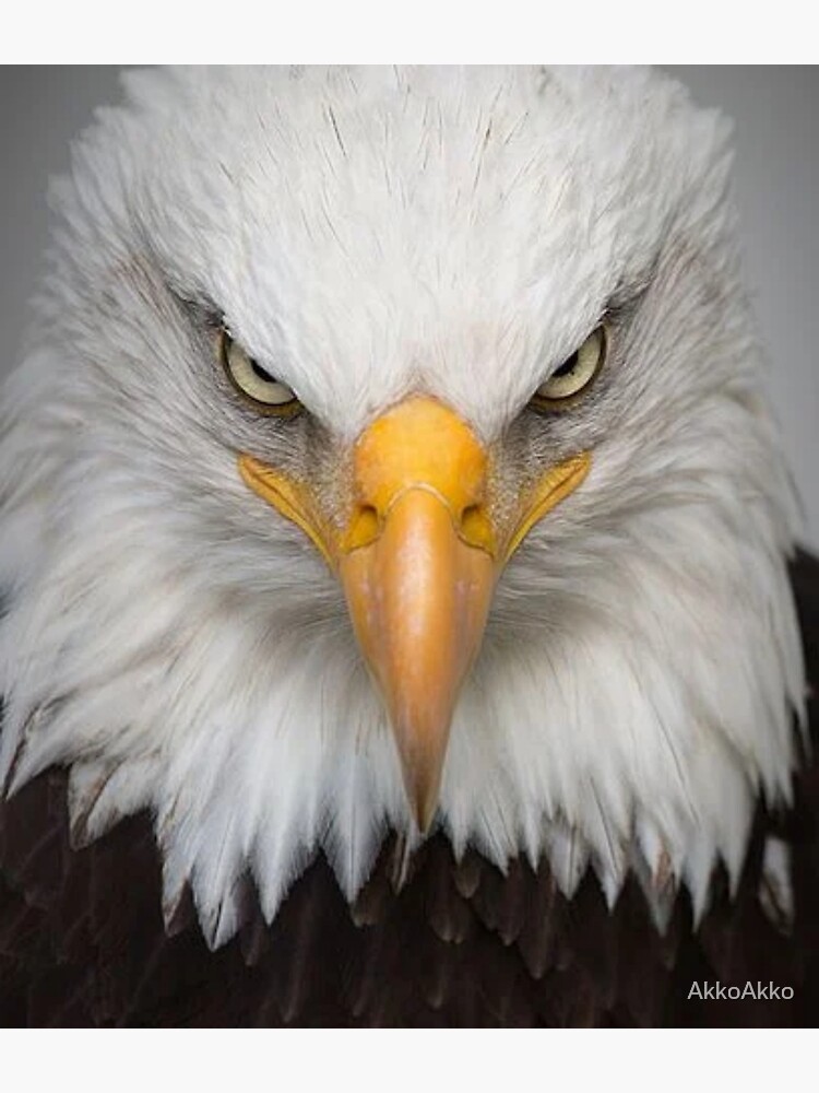 "Sharp-Eyes hawk" Poster for Sale by AkkoAkko | Redbubble