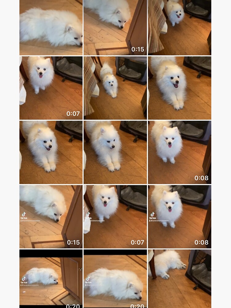 "A day of life of an eskie " Sticker for Sale by Quantumofbaxter ...