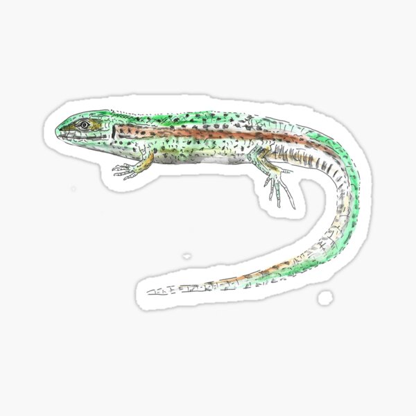"Lizard" Sticker for Sale by iancoppack | Redbubble