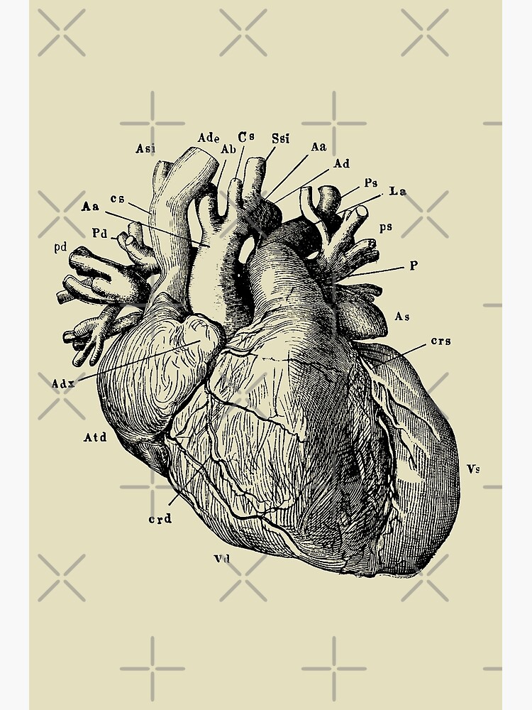 "Vintage anatomy of the heart " Poster for Sale by preslavagenova ...