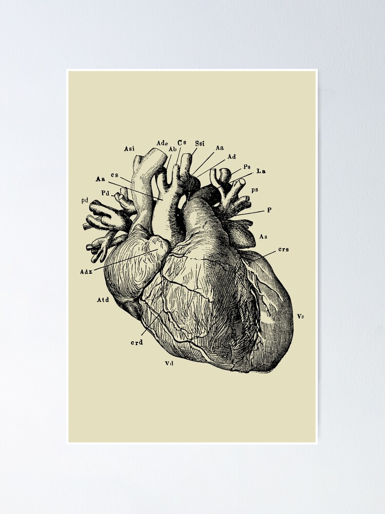 "Vintage anatomy of the heart " Poster for Sale by preslavagenova ...