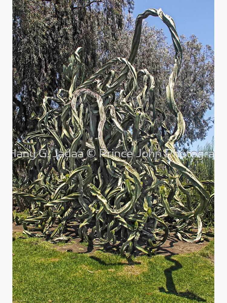 "One Confused Tree © " Sticker for Sale by PrinceJohn | Redbubble