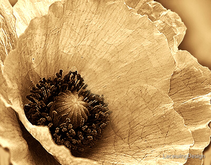 "SEPIA COLLECTION ~ POPPY ~ PASTEL AND PENCIL ON CANVAS" by ...