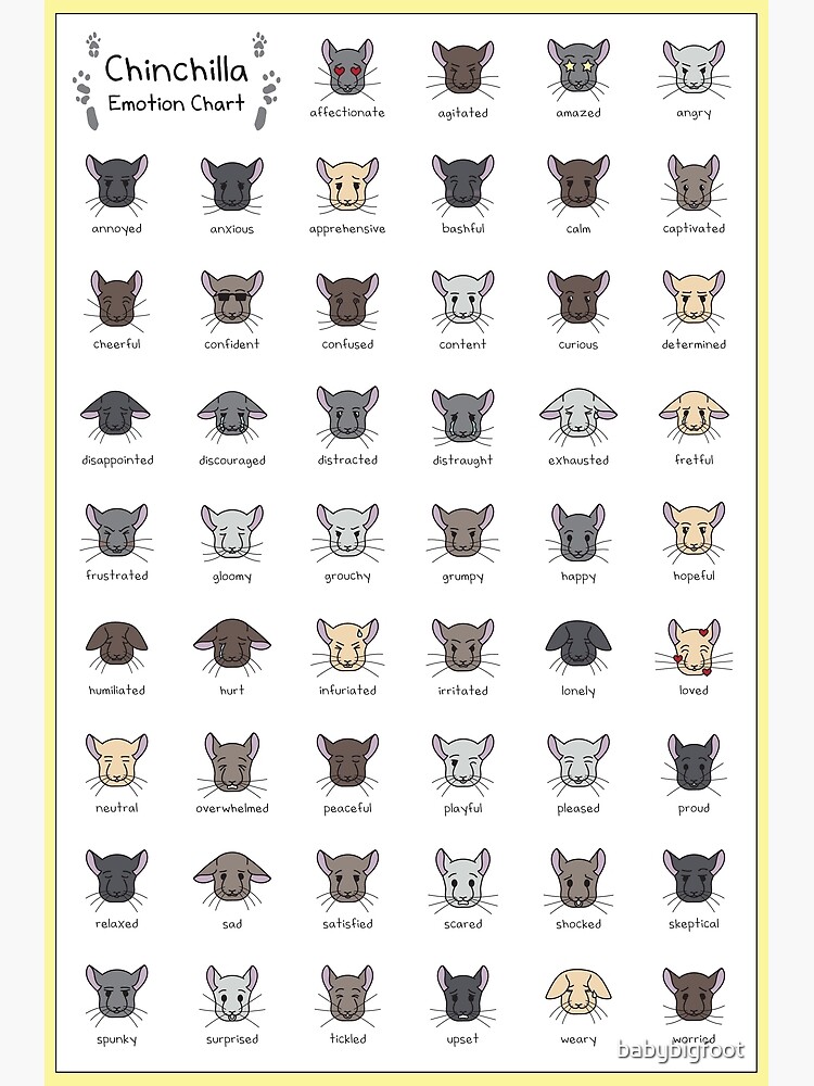 "Chinchilla Emotion Chart" Poster for Sale by babybigfoot | Redbubble