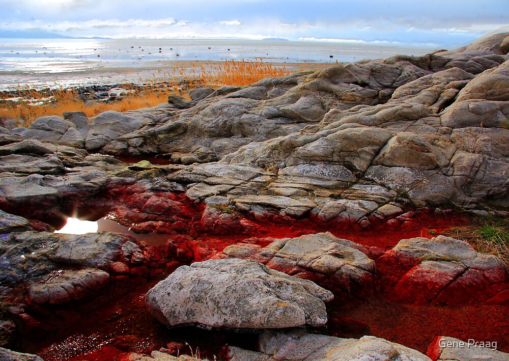 "Red Algae" by Gene Praag | Redbubble