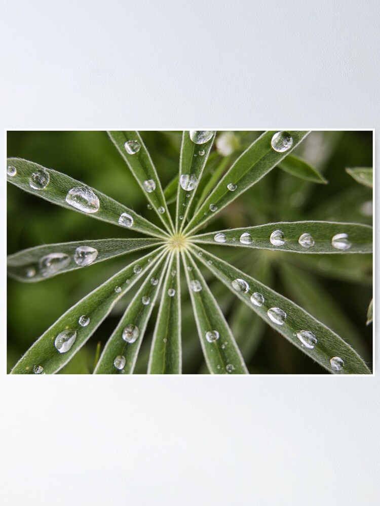 "Rain water drops, Mammoth Hot Springs" Poster for Sale by BRACALIA ...