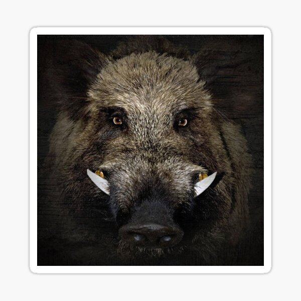 "Wild boar" Sticker for Sale by Machete44 | Redbubble