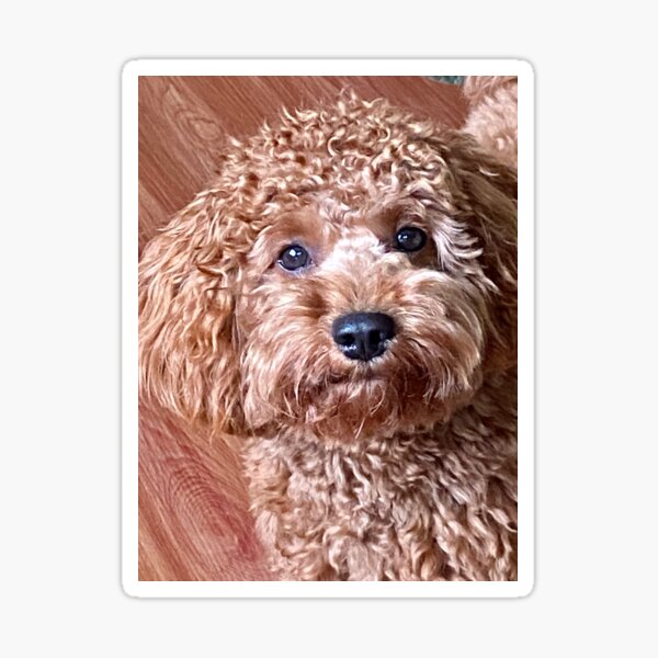 "Cavapoo " Sticker for Sale by ROBERTO Ordonez Hoyo | Redbubble