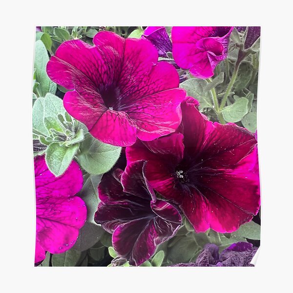 "Magenta Petunia Summer Celebration of Deep Joy and Fun" Poster for ...
