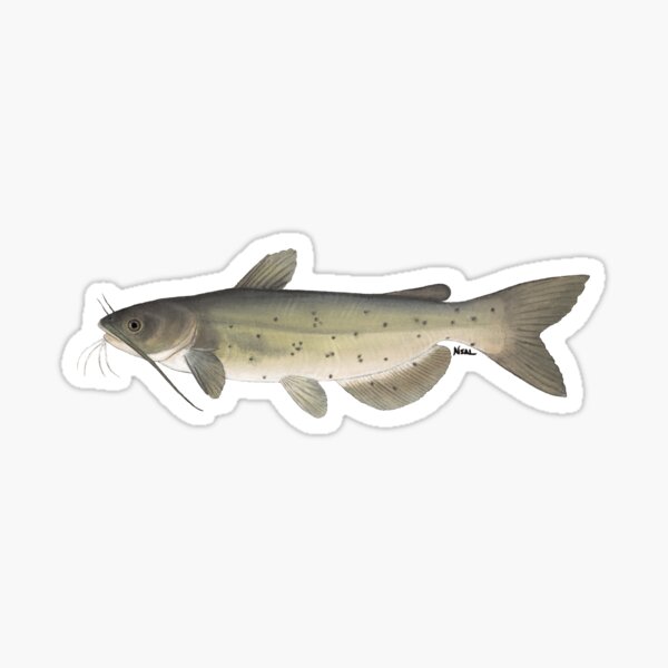 "Channel Catfish" Sticker for Sale by LeakyCanoeArt | Redbubble