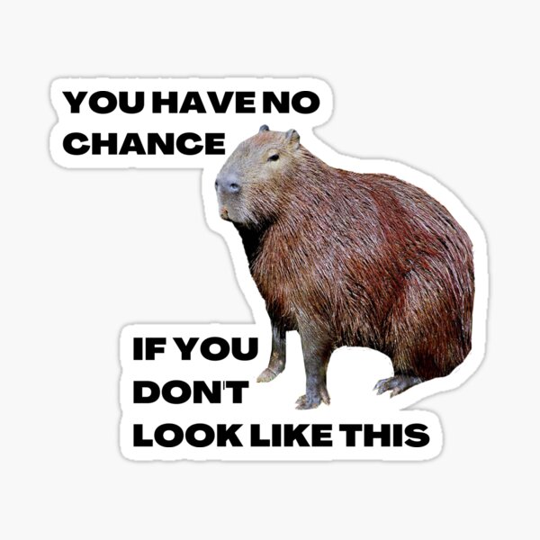 "You have no chance, if you don't look like Capybara" Sticker for Sale ...