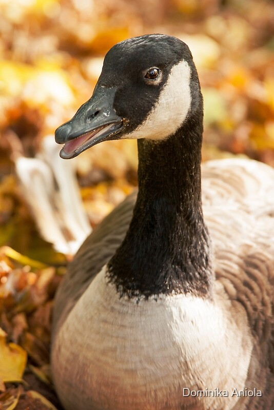"Autumn Goose" by Dominika Aniola | Redbubble