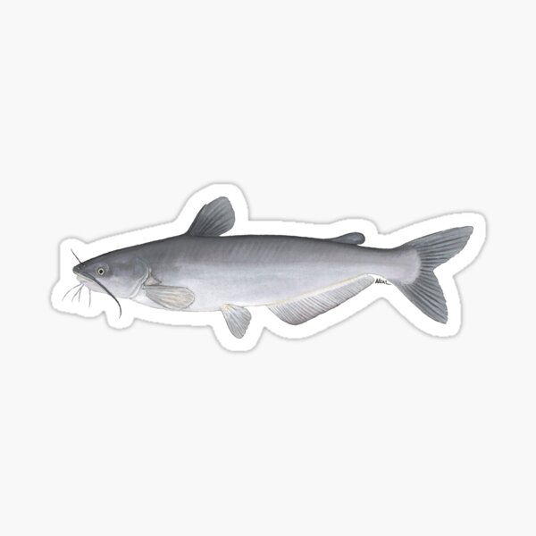 "Blue Catfish" Sticker for Sale by LeakyCanoeArt | Redbubble
