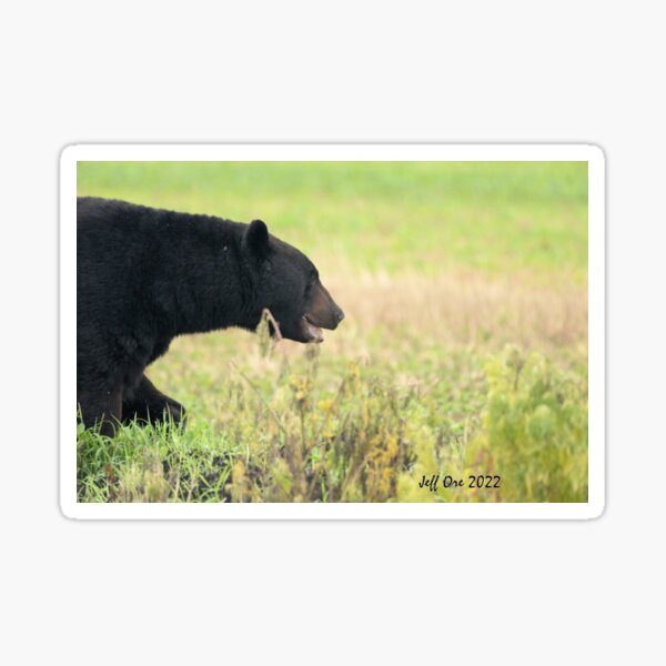 "Profile view of Big Bear" Sticker for Sale by oreproductions | Redbubble