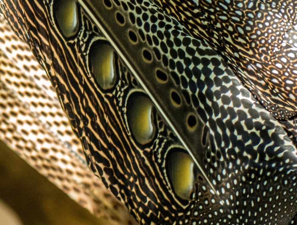 "Argus pheasant wing feathers" by Linda Sparks | Redbubble