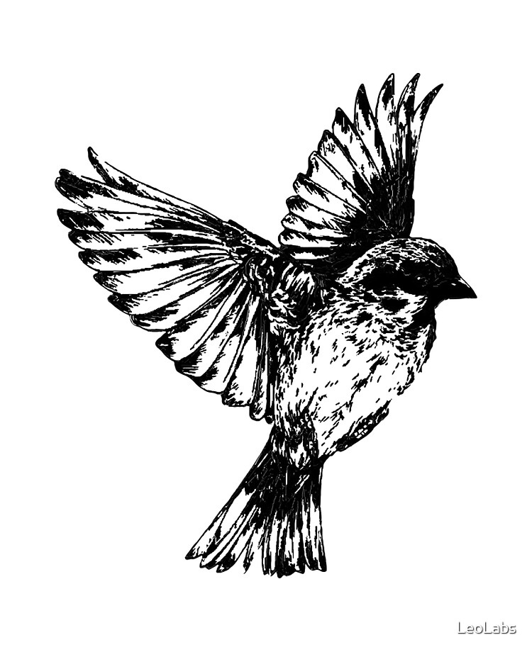 Spatz Fliegen Zeichnung