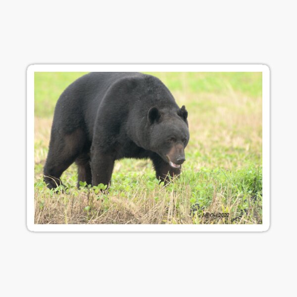 "Big Bore black Bear in soybean Field" Sticker for Sale by ...