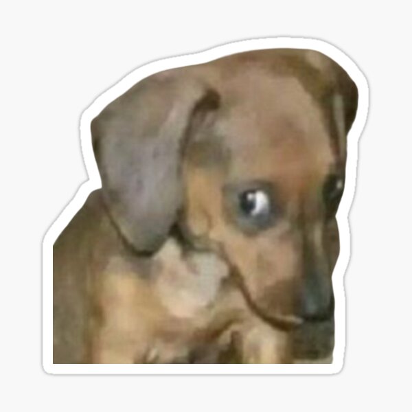 "dog side eye" Sticker for Sale by nataliebrownnn | Redbubble