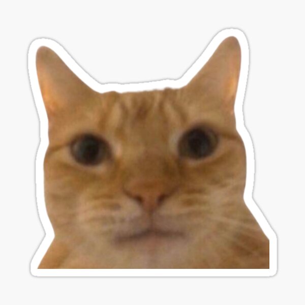 "cat meme" Sticker for Sale by nataliebrownnn | Redbubble