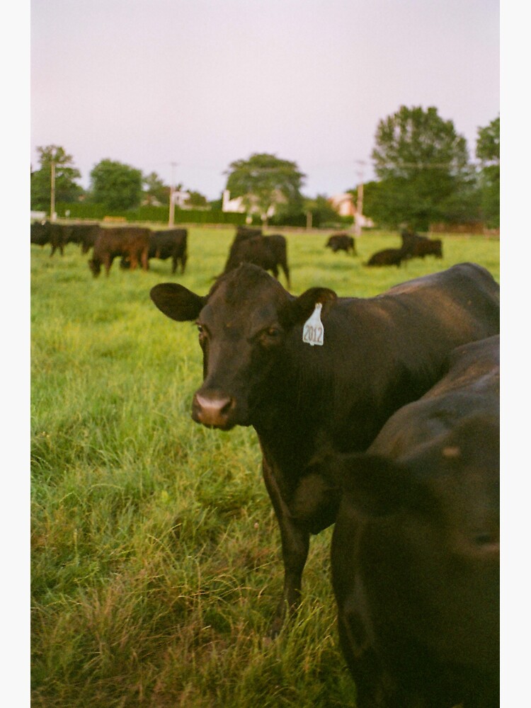"cottagecore cow print" Sticker for Sale by freechurros | Redbubble