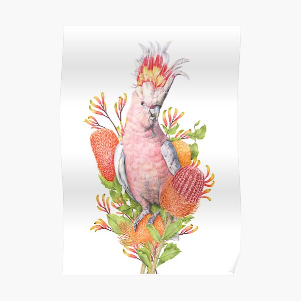 "Major Mitchell's Cockatoo" Poster for Sale by kaylareay | Redbubble