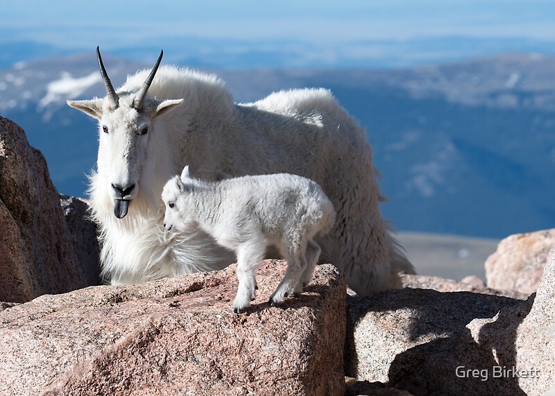 "Old and New" by Greg Birkett | Redbubble