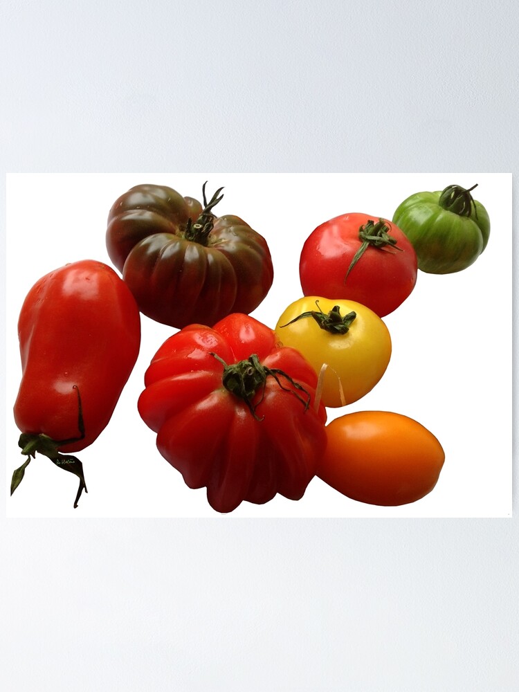 "Seven varieties of tomatoes" Poster by AHELENE | Redbubble