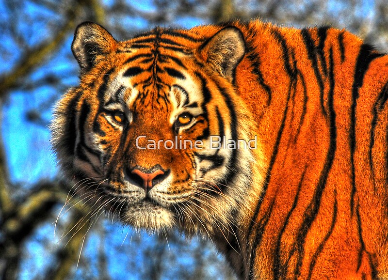 "Amur Tiger" by Caroline Bland | Redbubble