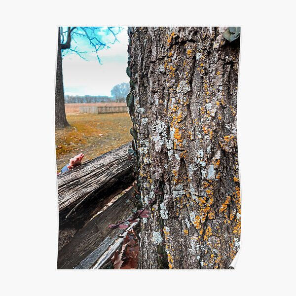 "TF Trees #01" Poster for Sale by tfwarden | Redbubble