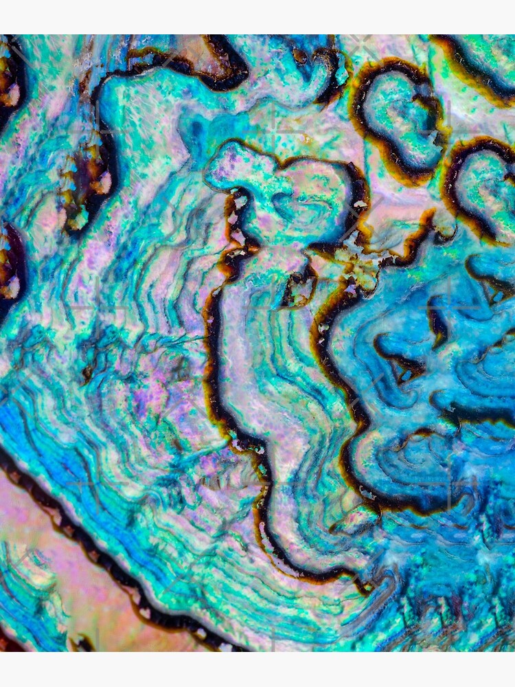 "Abstract Paua Abalone Shell Texture Pattern, Polished Paua Abalone ...