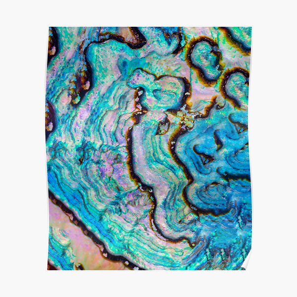 "Abstract Paua Abalone Shell Texture Pattern, Polished Paua Abalone ...