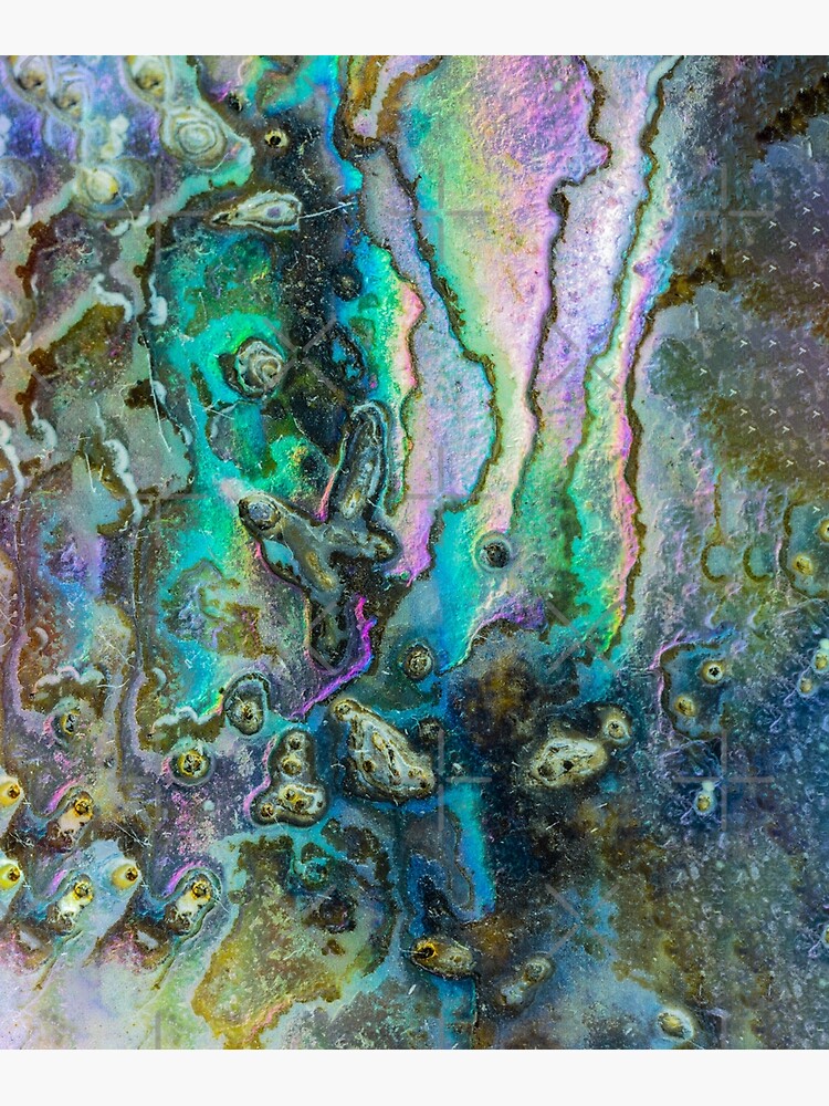 "Abstract Paua Abalone Shell Texture Pattern, Polished Paua Abalone ...