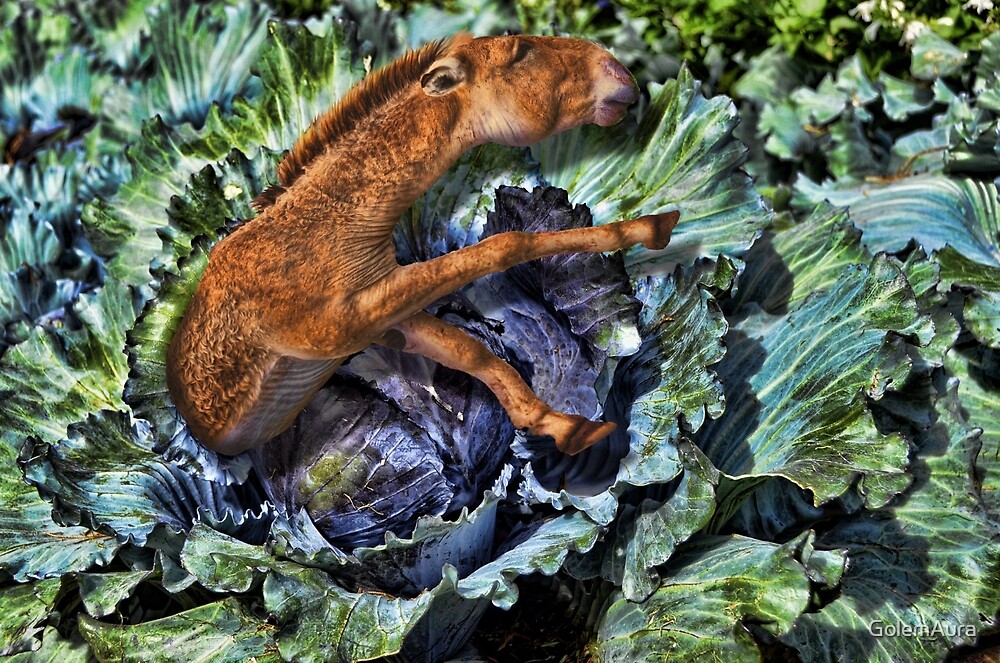 "Donkey and Cabbage" by GolemAura | Redbubble