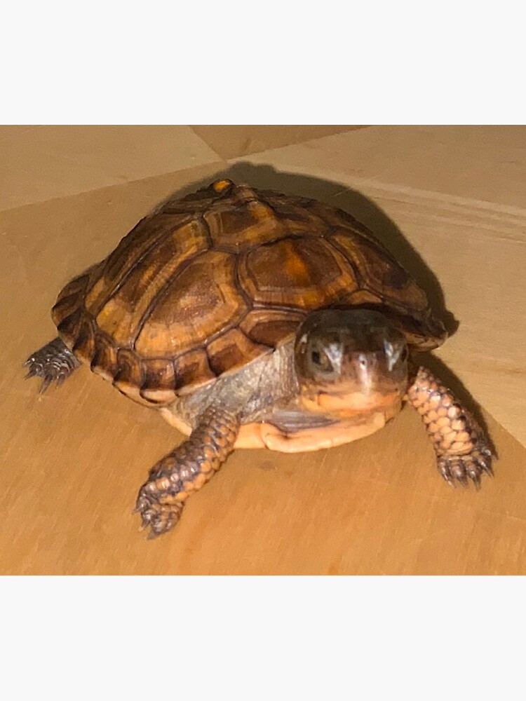 "Ms Turtle original sticker" Sticker for Sale by SydneyJ103 | Redbubble