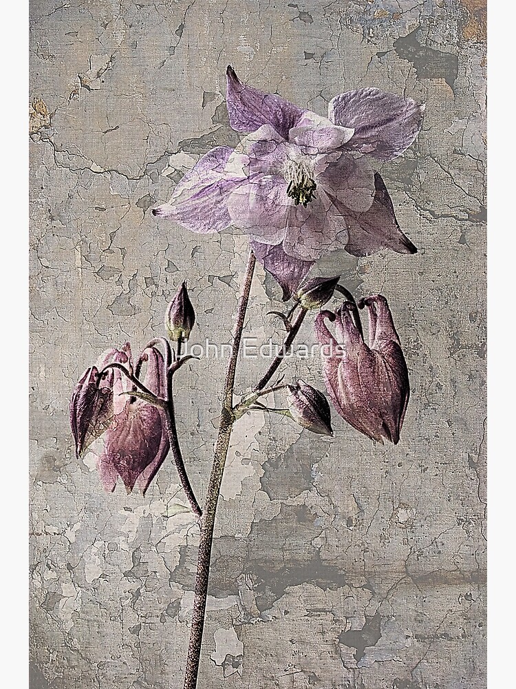 "Columbine" Poster for Sale by JohnE | Redbubble