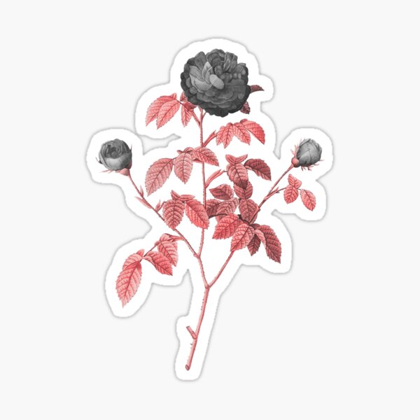 "Purple Agatha Flower, Alternative Illustration - Black and Red Rose ...